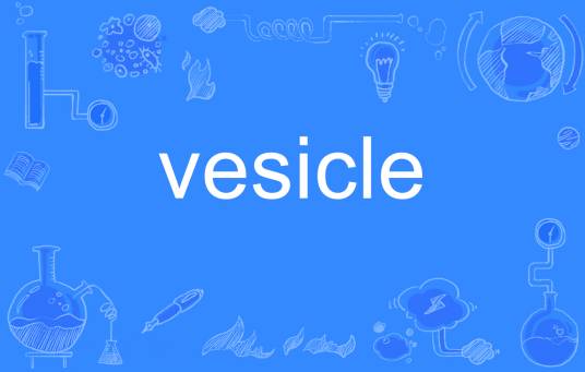 vesicle_百度百科