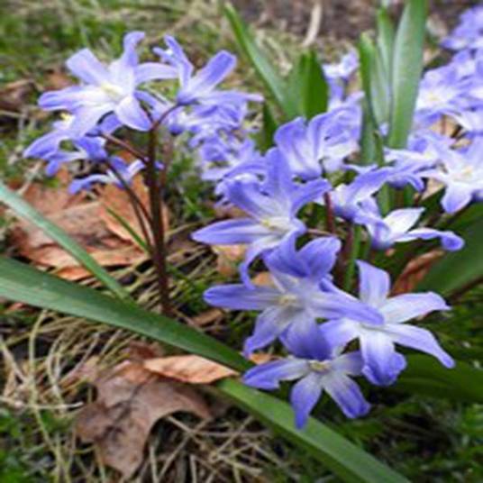 Chionodoxa forbesii 'Blue Giant'_百度百科