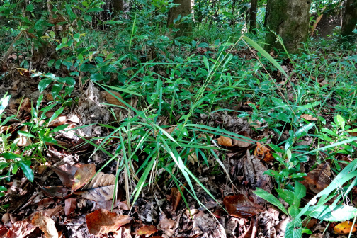 Oryza neocaledonica_百度百科