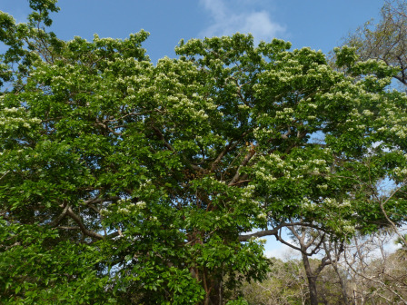 Berlinia orientalis_百度百科