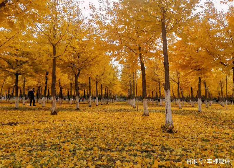 荣耀V20也可以拍大片，这效果P30 PRO自愧不如_百科TA说