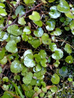 Viola filicaulis_百度百科