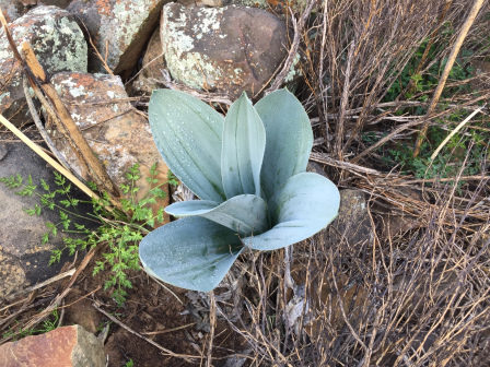 Drimia capensis_百度百科