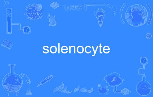 solenocyte_百度百科