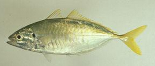 黑鳍叶鲹_百度百科