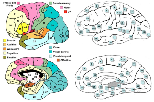 Brodmann分区系统_百度百科