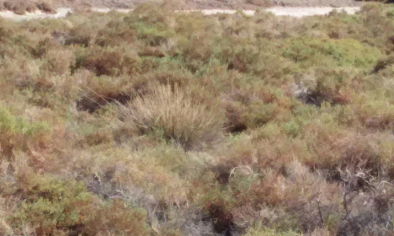 Juncus cooperi_百度百科