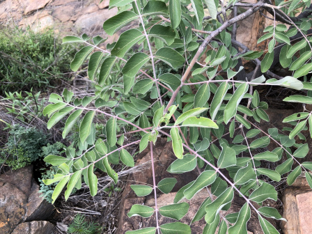 Lannea discolor_百度百科