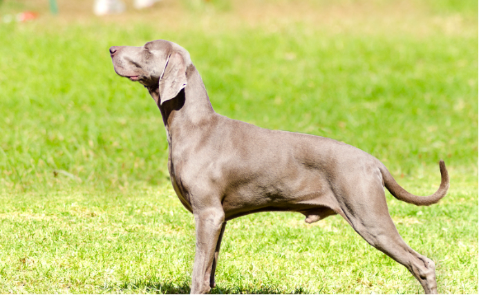 最上镜的优秀犬种：威玛猎犬_百科TA说