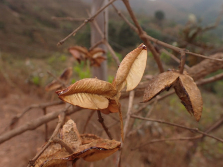 Qualea parviflora_百度百科