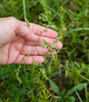 Glyceria canadensis_百度百科