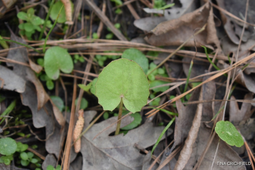 Centella erecta_百度百科