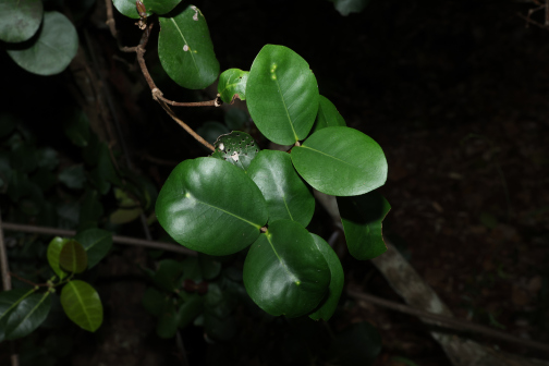 Bosistoa medicinalis_百度百科