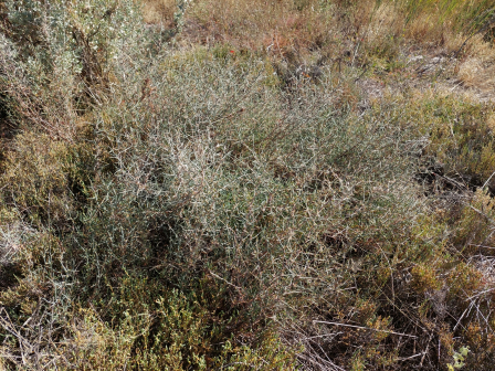 Duma horrida_百度百科