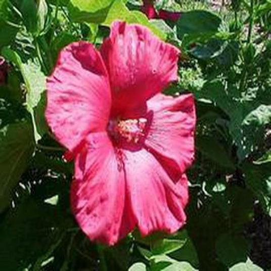 Hibiscus 'Giant Maroon'_百度百科