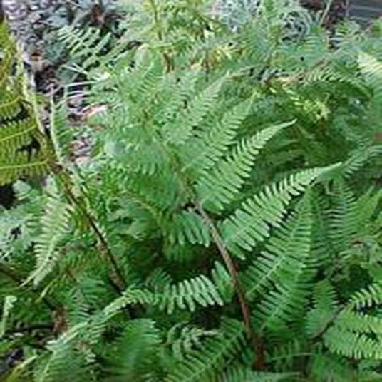 Athyrium 'Branford Rambler'_百度百科