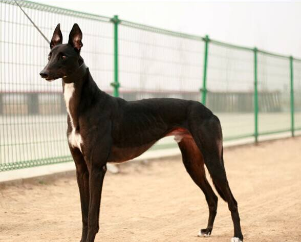 为什么中国饲养灵缇的人少？_百科TA说