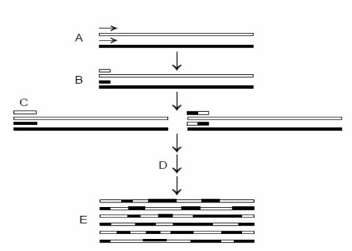 交错延伸PCR_百度百科
