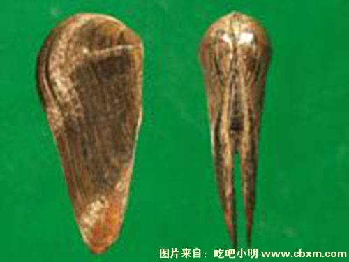 巨首楔蚌_百度百科