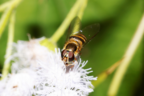 宽带优蚜蝇_百度百科