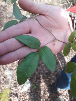 Boquila trifoliolata_百度百科