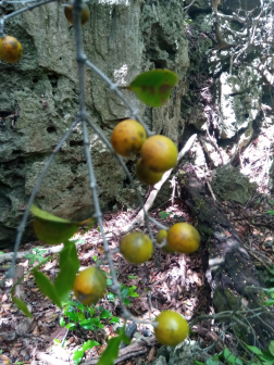 Strychnos decussata_百度百科