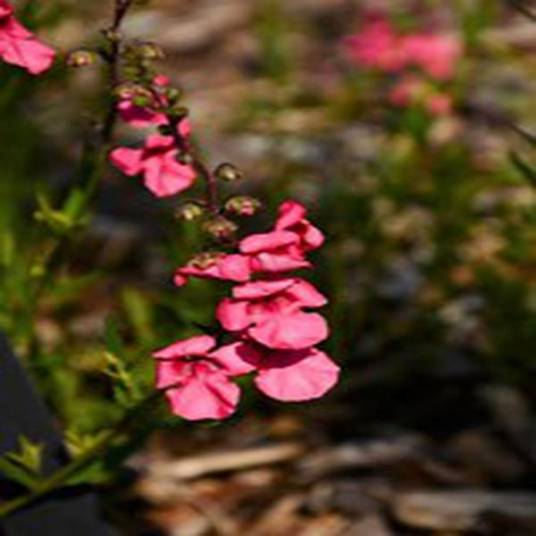 Diascia integerrima 'Coral Canyon'_百度百科