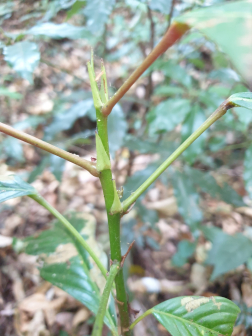 Bhesa indica_百度百科