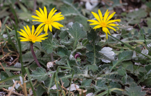 Arctotheca prostrata_百度百科