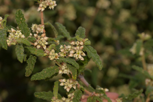 Commersonia borealis_百度百科