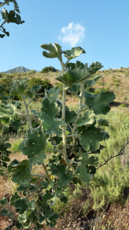 Malacothamnus davidsonii_百度百科