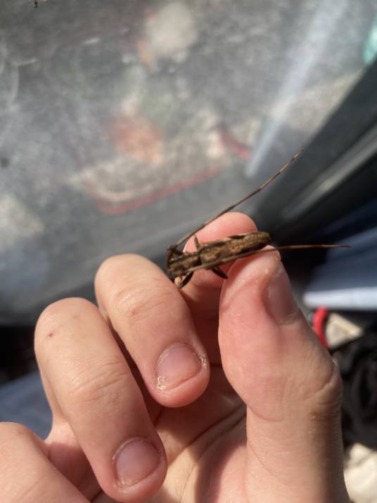 樟泥色天牛_百度百科