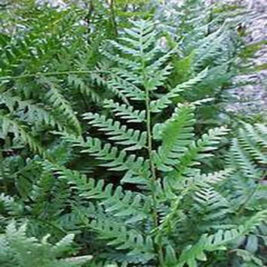 Dryopteris celsa_百度百科