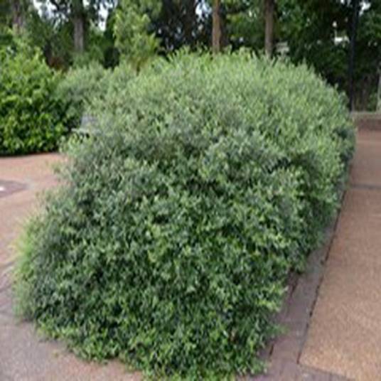 Viburnum × burkwoodii 'Conoy'_百度百科