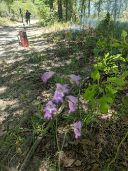 Penstemon dissectus_百度百科