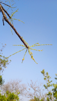 Lannea acida_百度百科