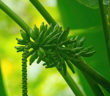 Musa textilis_百度百科