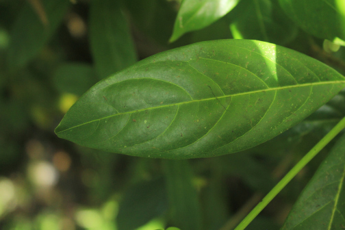 Aniba guianensis_百度百科