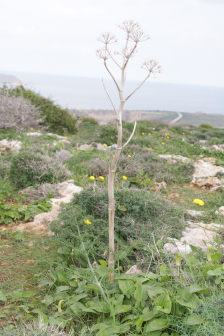 Ferula melitensis_百度百科