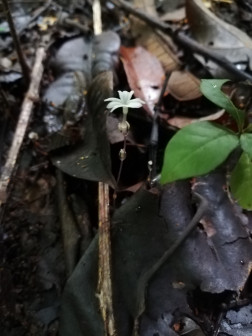 Gymnosiphon panamensis_百度百科