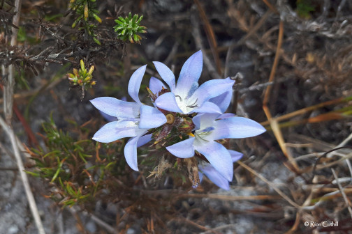 Roella prostrata_百度百科