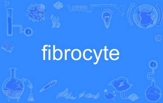 fibrocyte_百度百科