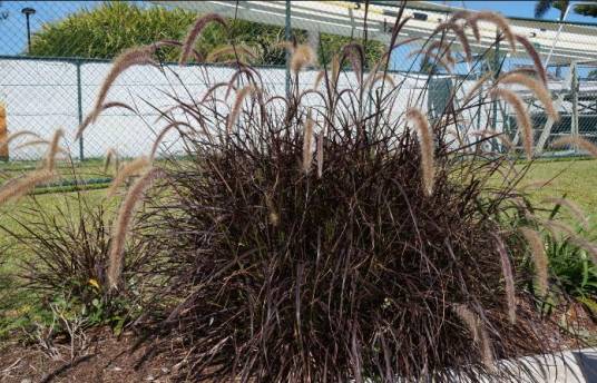 Pennisetum setaceum 'Red Riding Hood'_百度百科