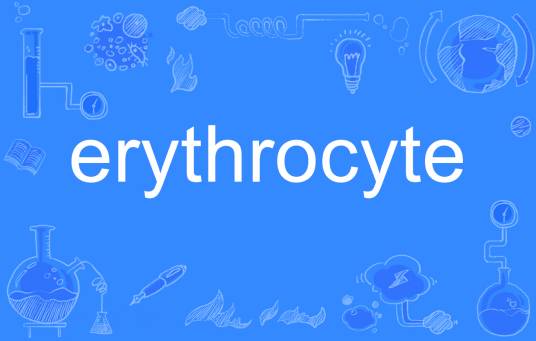 erythrocyte_百度百科