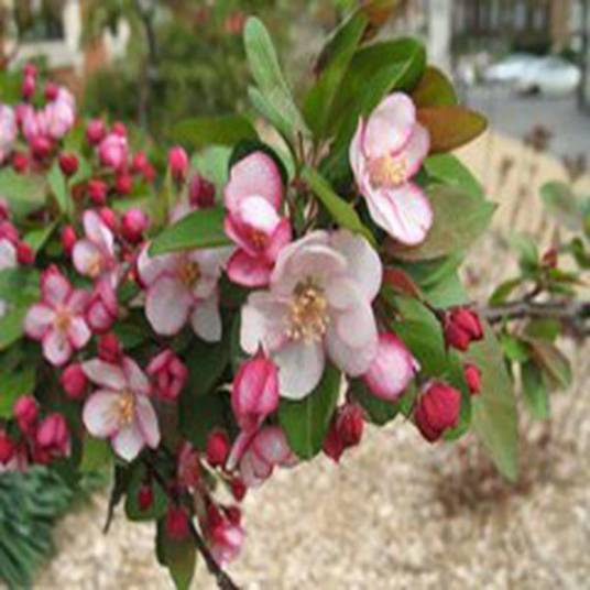 Malus sargentii 'Candymint'_百度百科