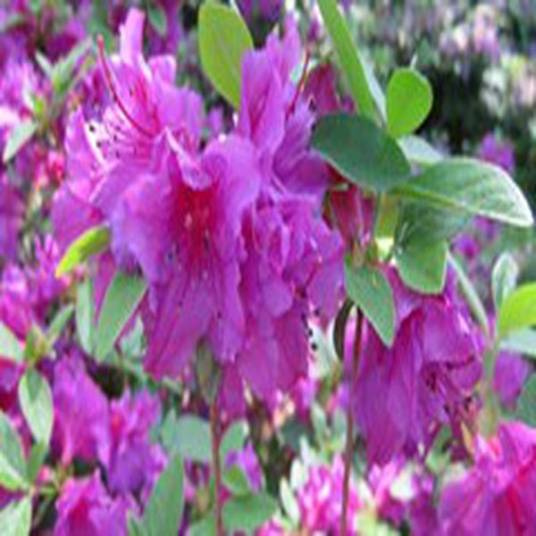 Rhododendron 'Purple Splendor'_百度百科