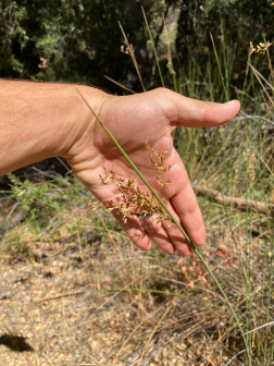 Juncus textilis_百度百科