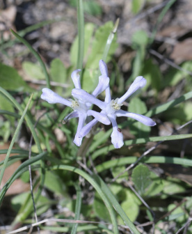 Androstephium coeruleum_百度百科
