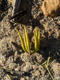 Eucalyptus gardneri_百度百科