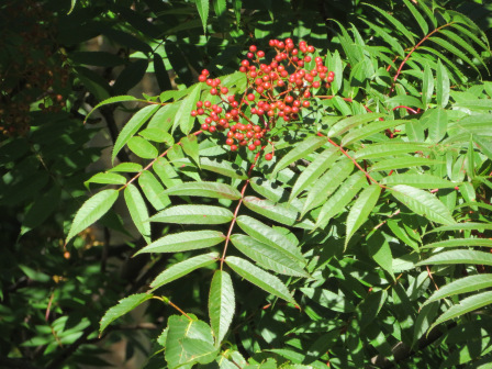 Sorbus commixta_百度百科